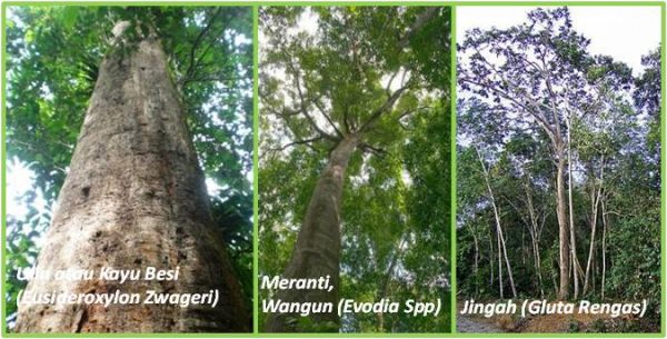 Biologi (Flora) – Meratus Geopark